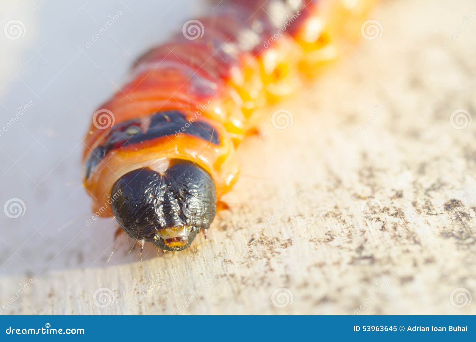 Ver rouge sur le bois image stock. Image du parasite - 53963645