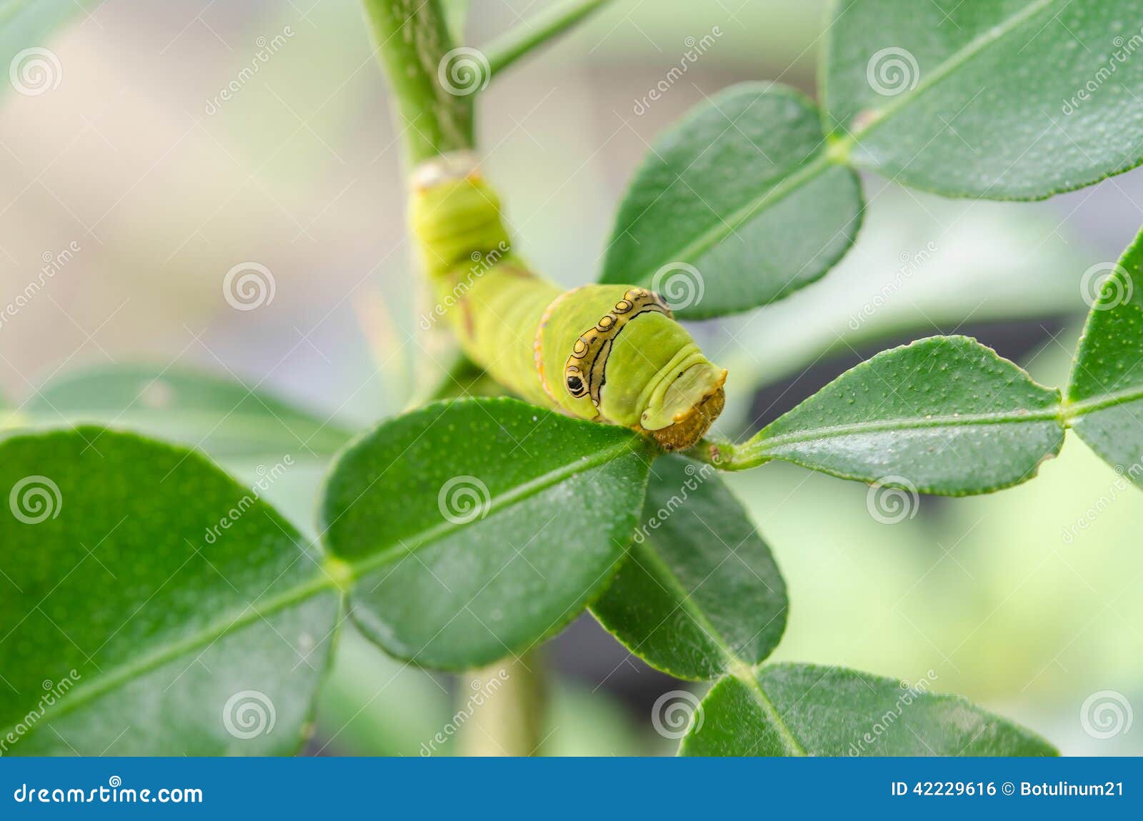 Ver vert photo stock. Image du arthropode, mite, utilisation - 42229616