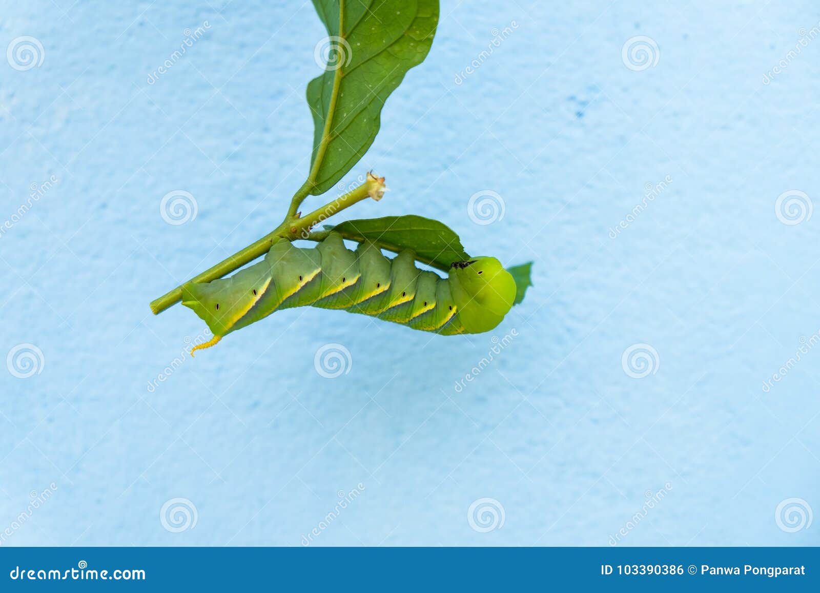 Ver vert sur la feuille photo stock. Image du couleur - 103390386