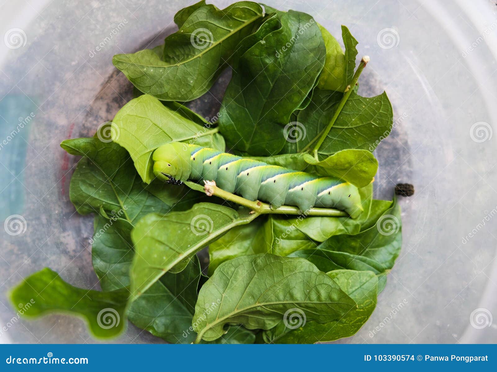 Ver vert sur la feuille photo stock. Image du papillon - 103390574