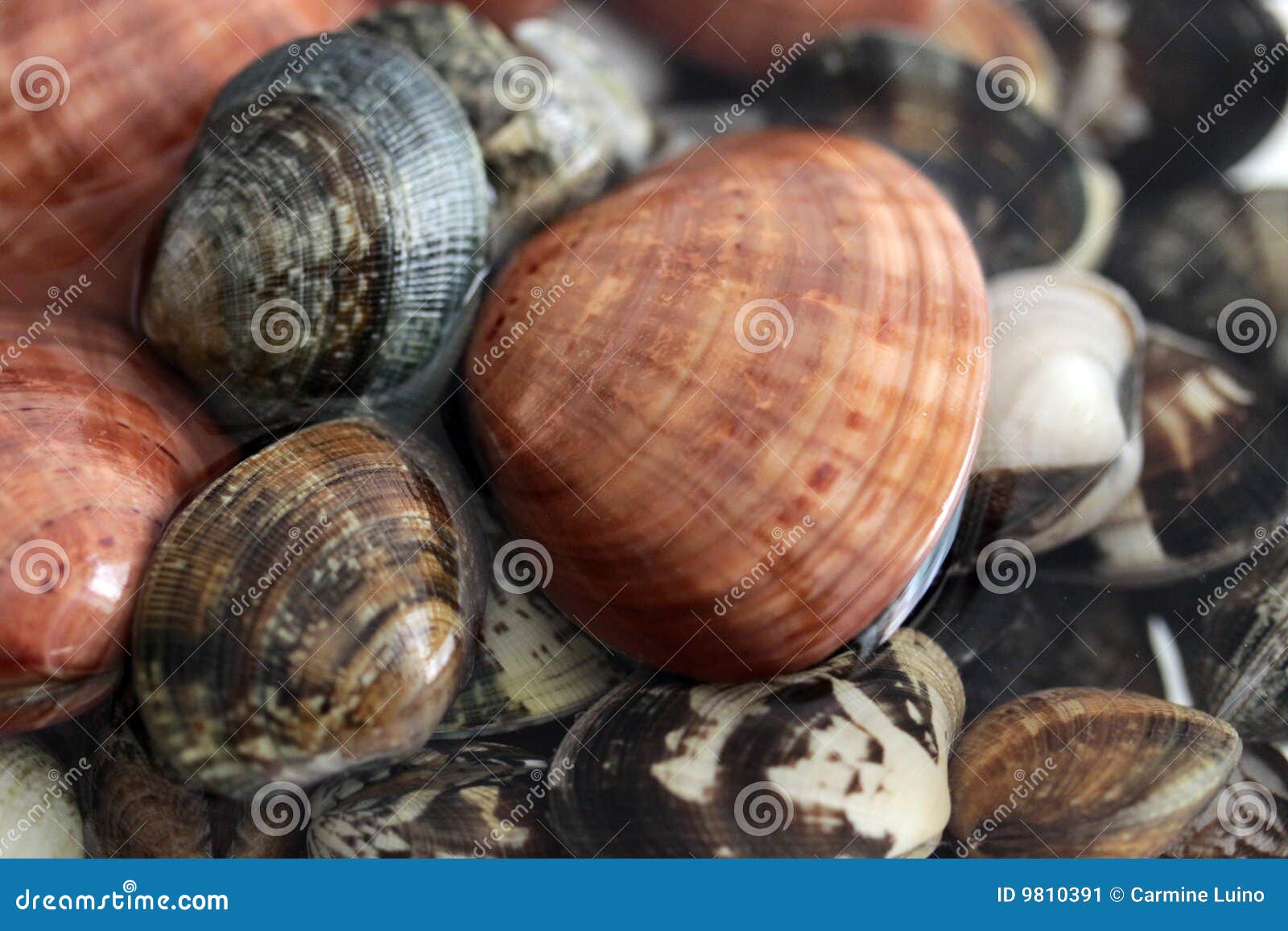 Veraci Del Vongole Dei Molluschi Immagine Stock - Immagine di fresco ...