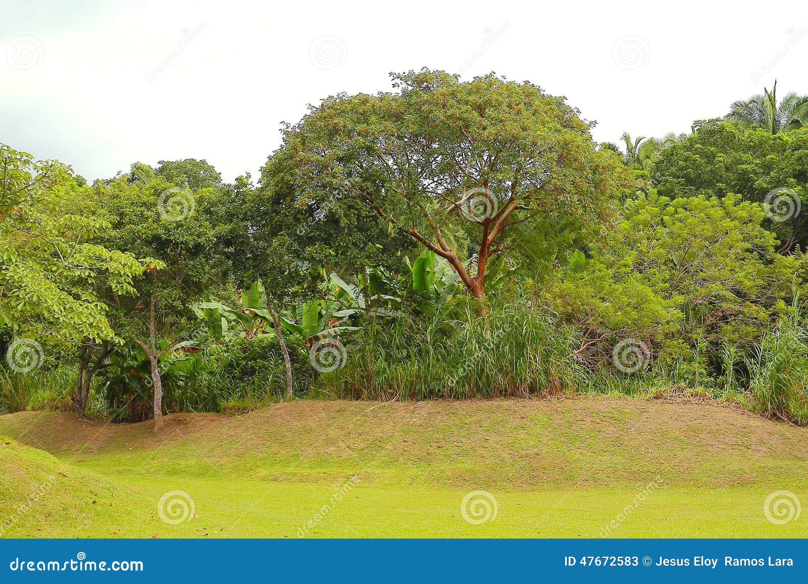Jungle Near Tajin Town in Veracruz, Mexico I Stock Image - Image of ...