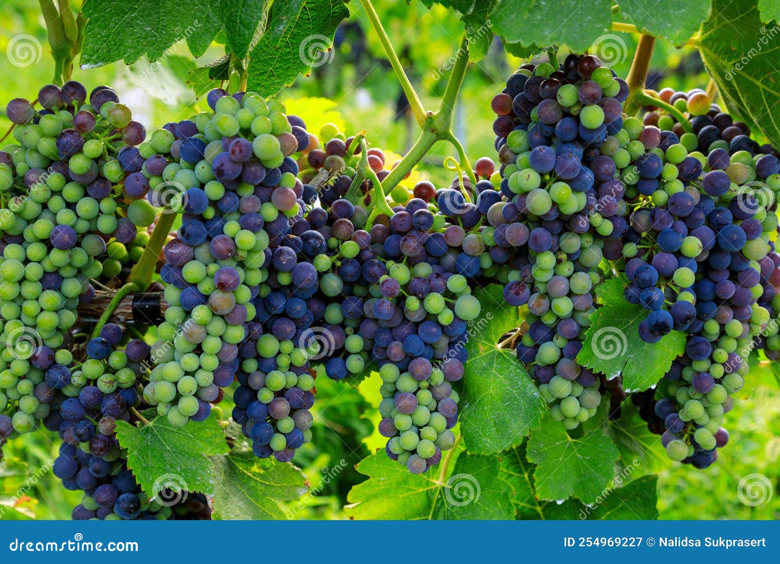 Veraison Syrah Shiraz Grape Vineyard Stock Image - Image of making ...