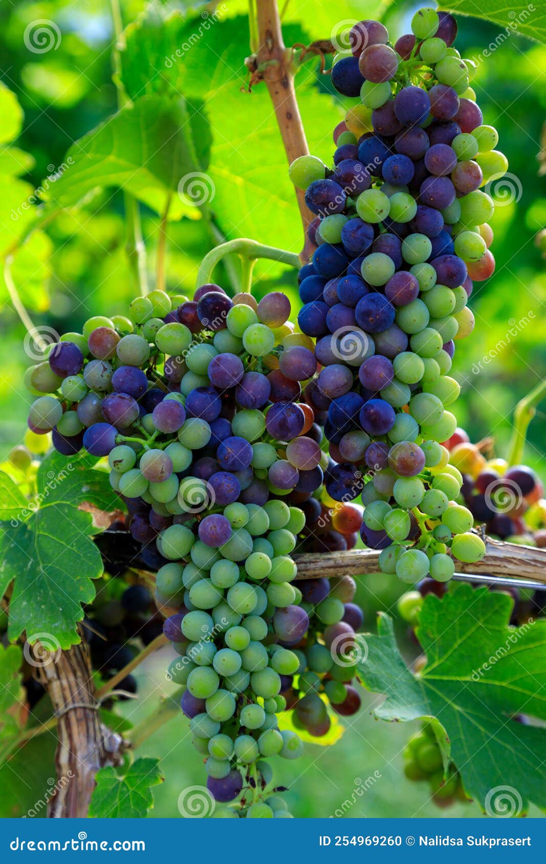 Veraison Syrah Shiraz Grape Vineyard Stock Photo - Image of canada ...