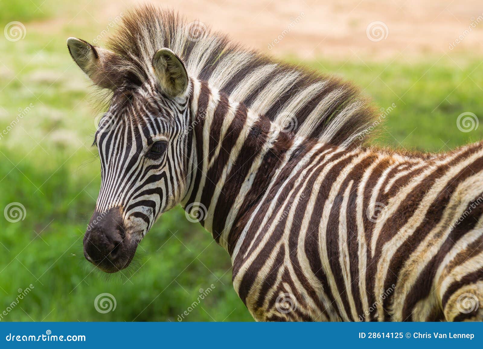 Verano Del Potro De La Cebra Imagen de archivo - Imagen de hierba ...