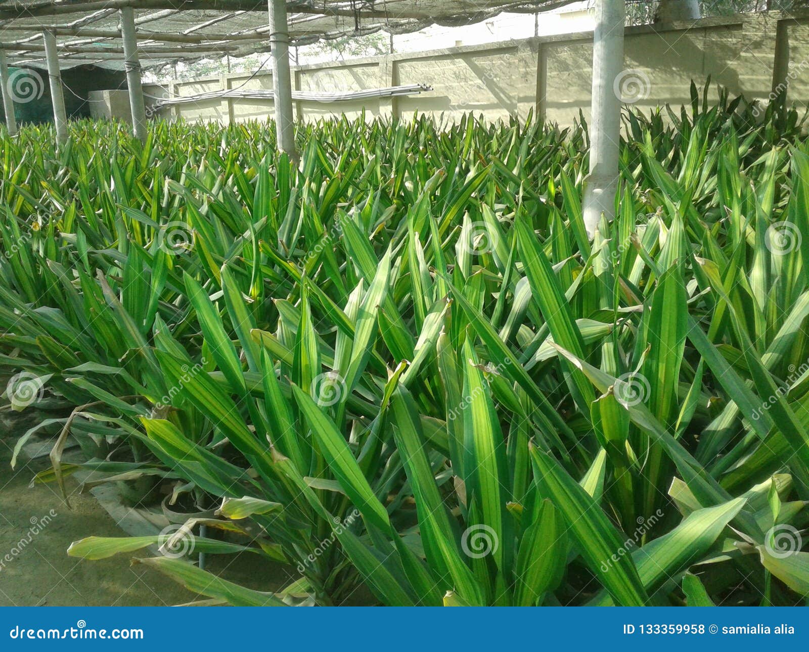 House using stock photo. Image of trees, verary, house - 133359958