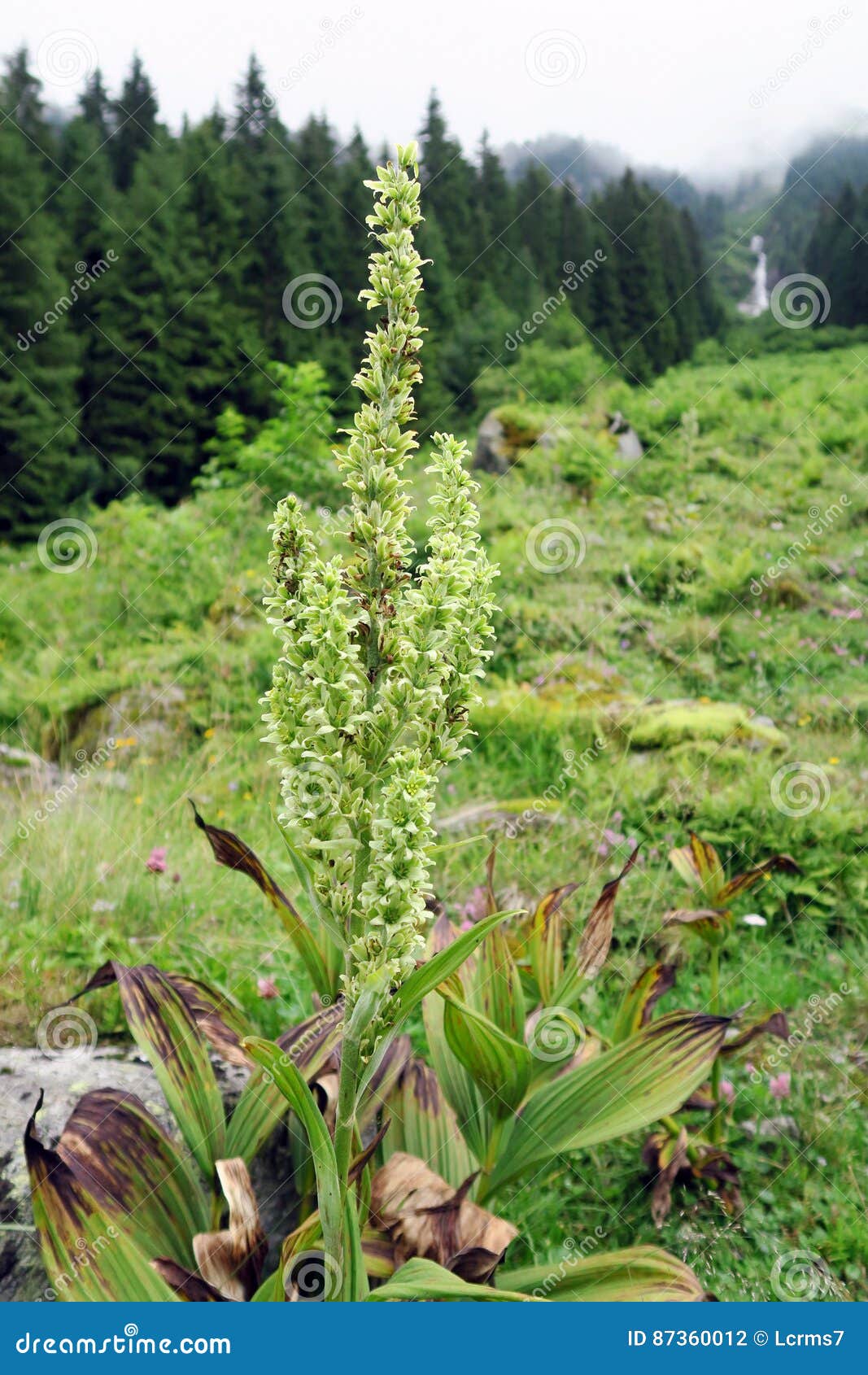 Veratrum flower in bloom. stock photo. Image of veratrum - 87360012