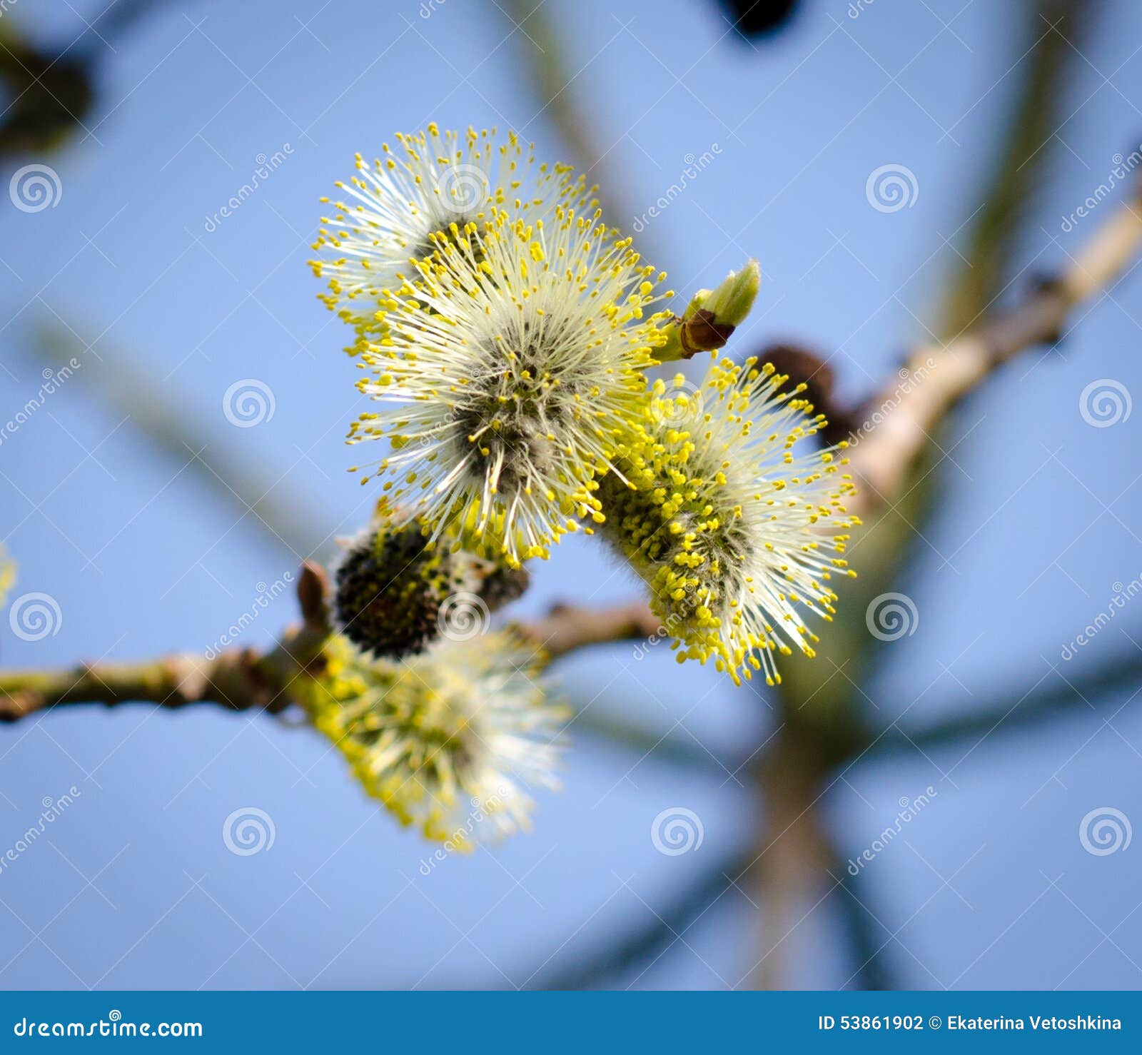 Verba stock photo. Image of tree, details, nature, bloom - 53861902