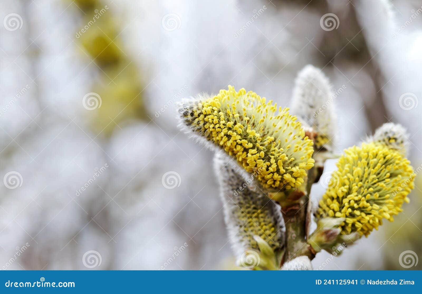 Verba Fluffy. Trees Bloom in the Spring. the Buds on the Tree Stock ...