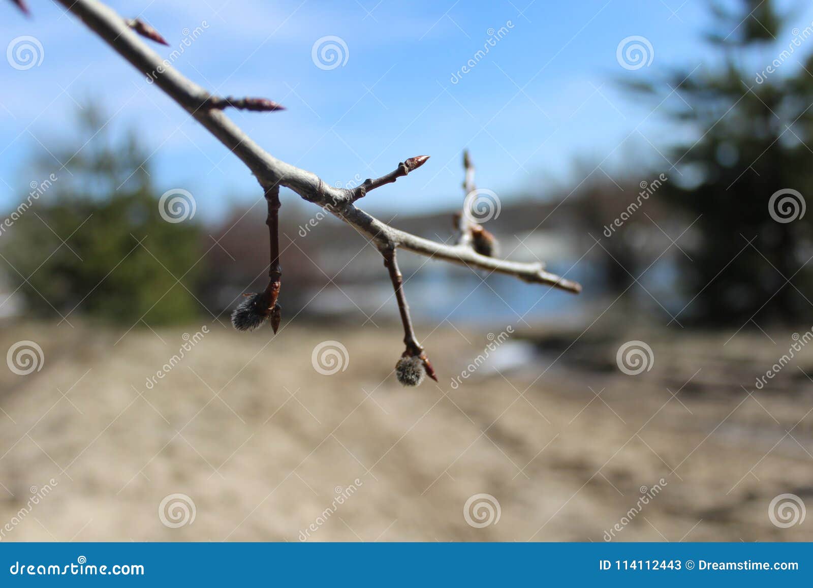 Verba. in spring. tree stock image. Image of spring - 114112443