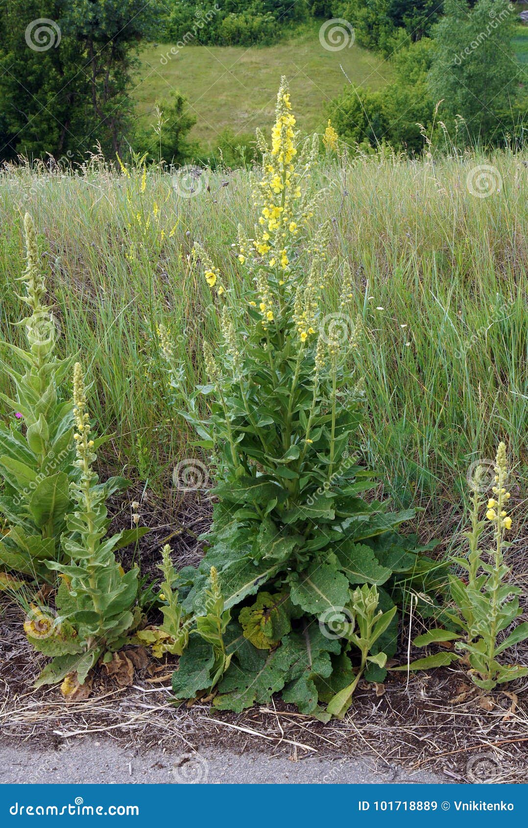 Verbasco Nero O Verbasco Scuro Immagine Stock - Immagine di estate ...