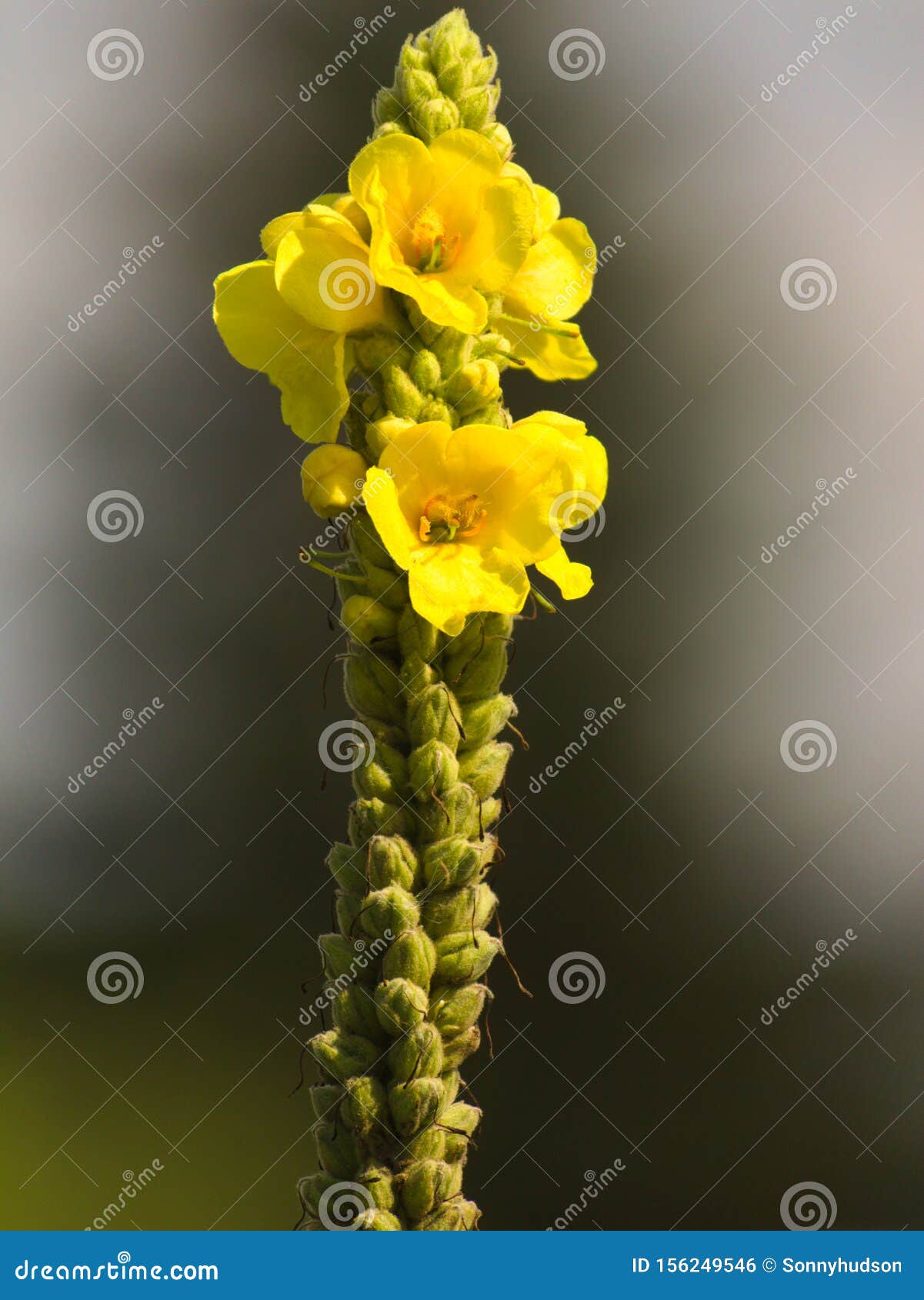 Verbascum thapsus stock photo. Image of thapsus, petal - 156249546