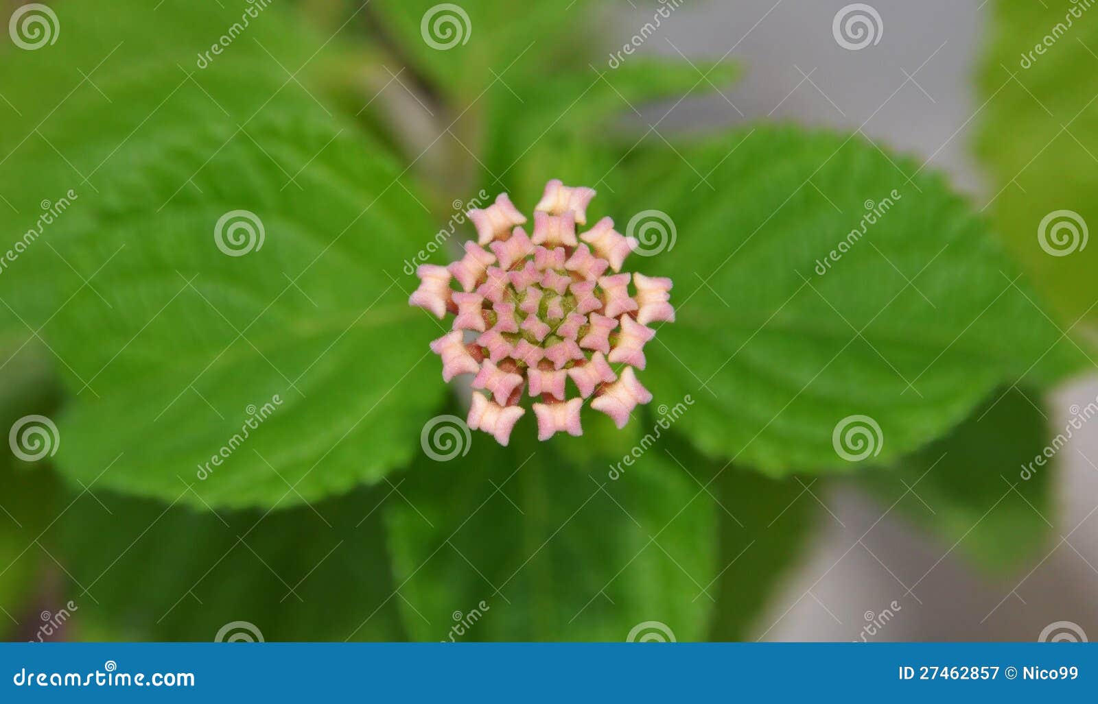 Verbena flower buds stock image. Image of detail, macro - 27462857