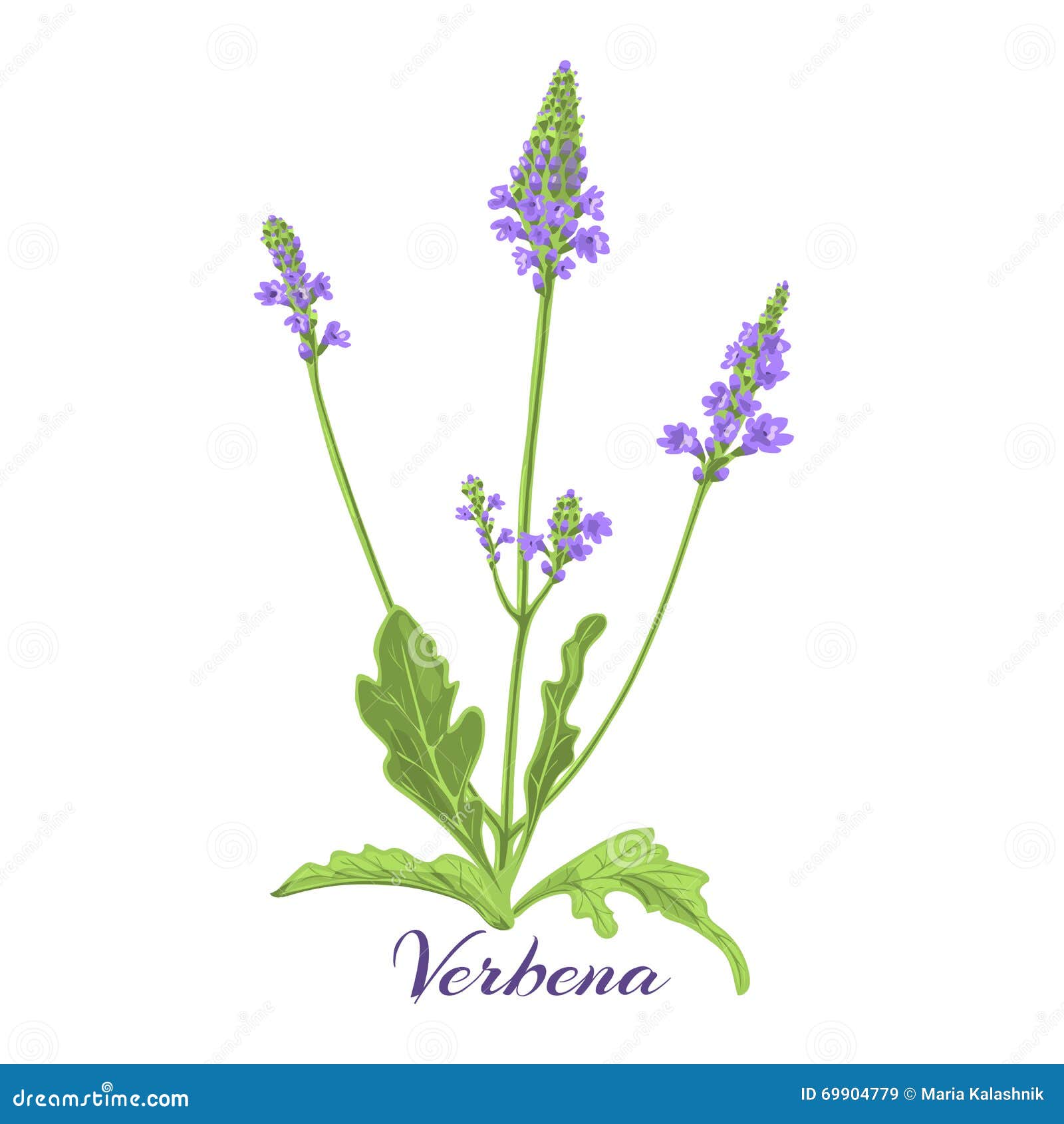 Verbena Officinalis Cartoon Vector | CartoonDealer.com #35330485