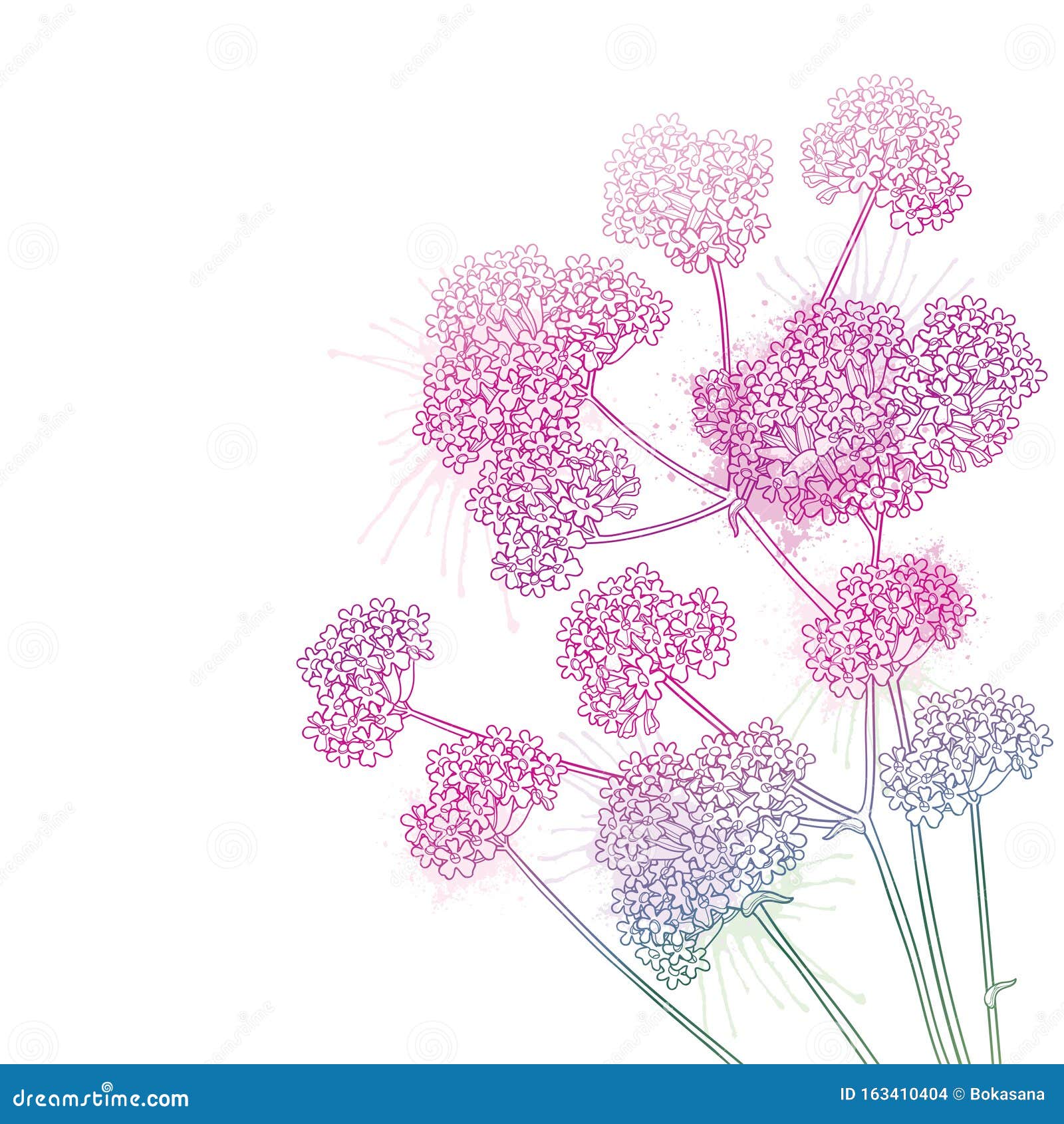 Verbena Bonariensis Purpletop, Argentinian Vervain. Cartoon Vector ...