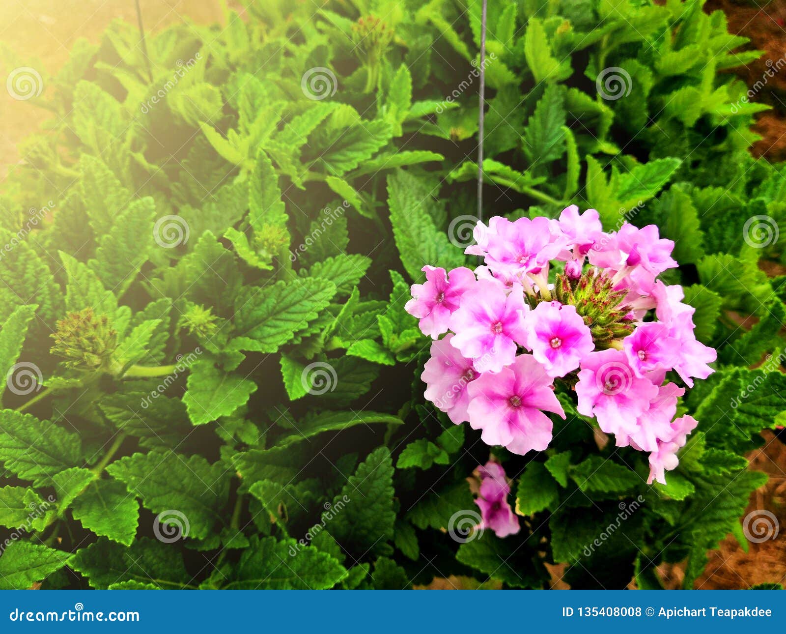 Verbena in a pot stock photo. Image of blooming, floral - 135408008