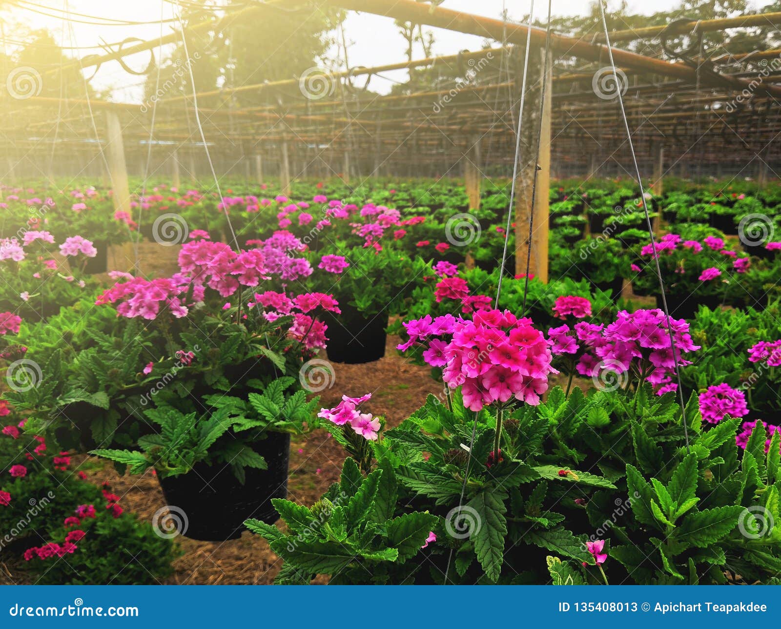 Verbena in a pot stock image. Image of nature, flower - 135408013
