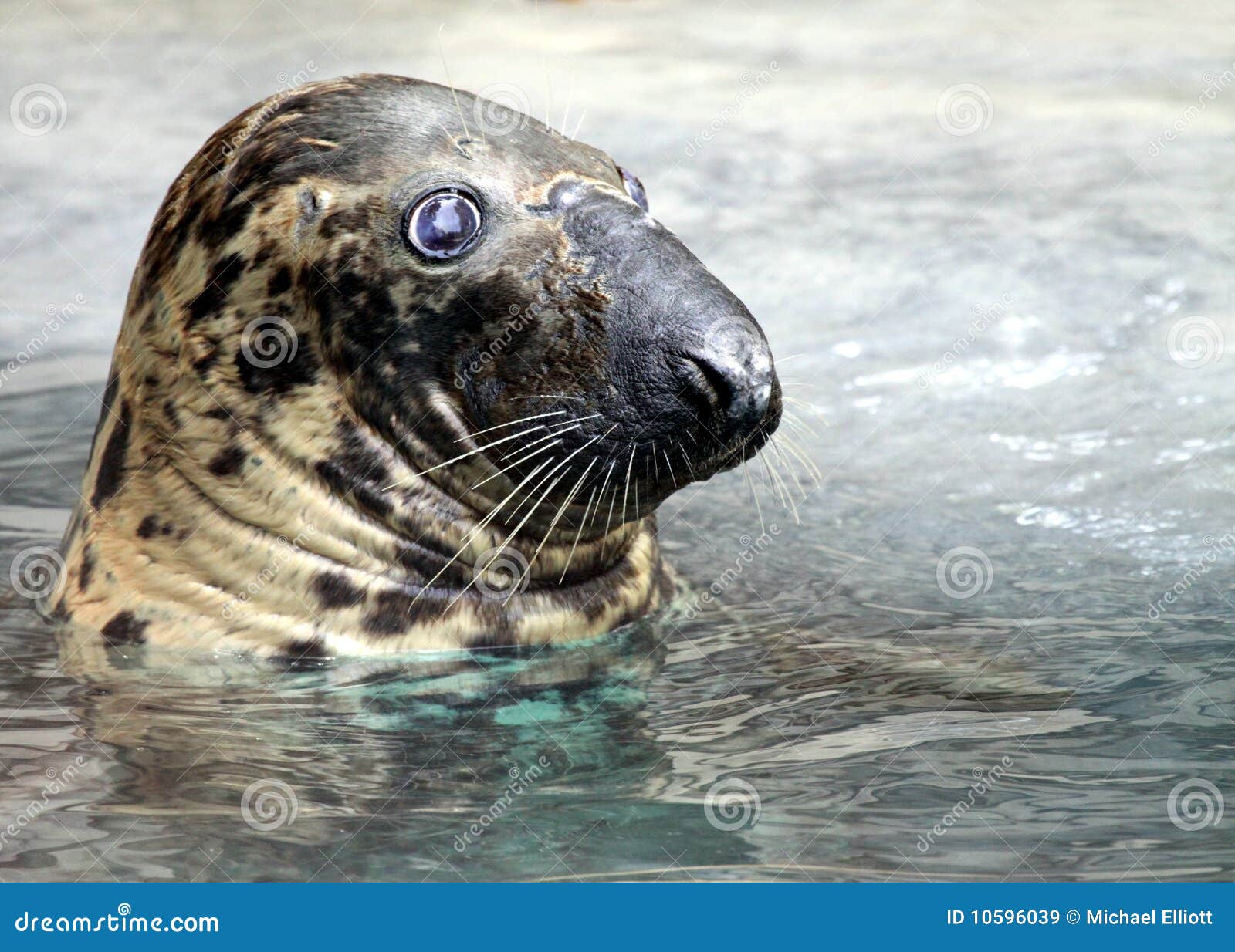 Verbinding stock afbeelding. Image of zwembad, schepsel - 10596039