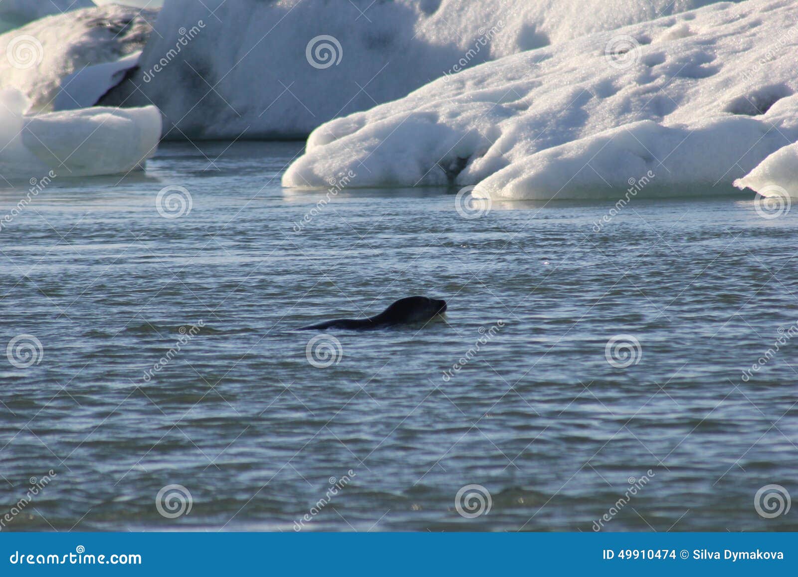 Verbinding in het ijswater stock foto. Image of glans - 49910474