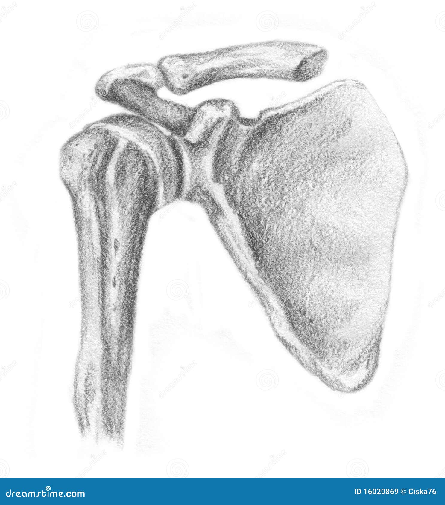 Verbinding Van Het Schouderblad En Het Opperarmbeen - S Stock ...