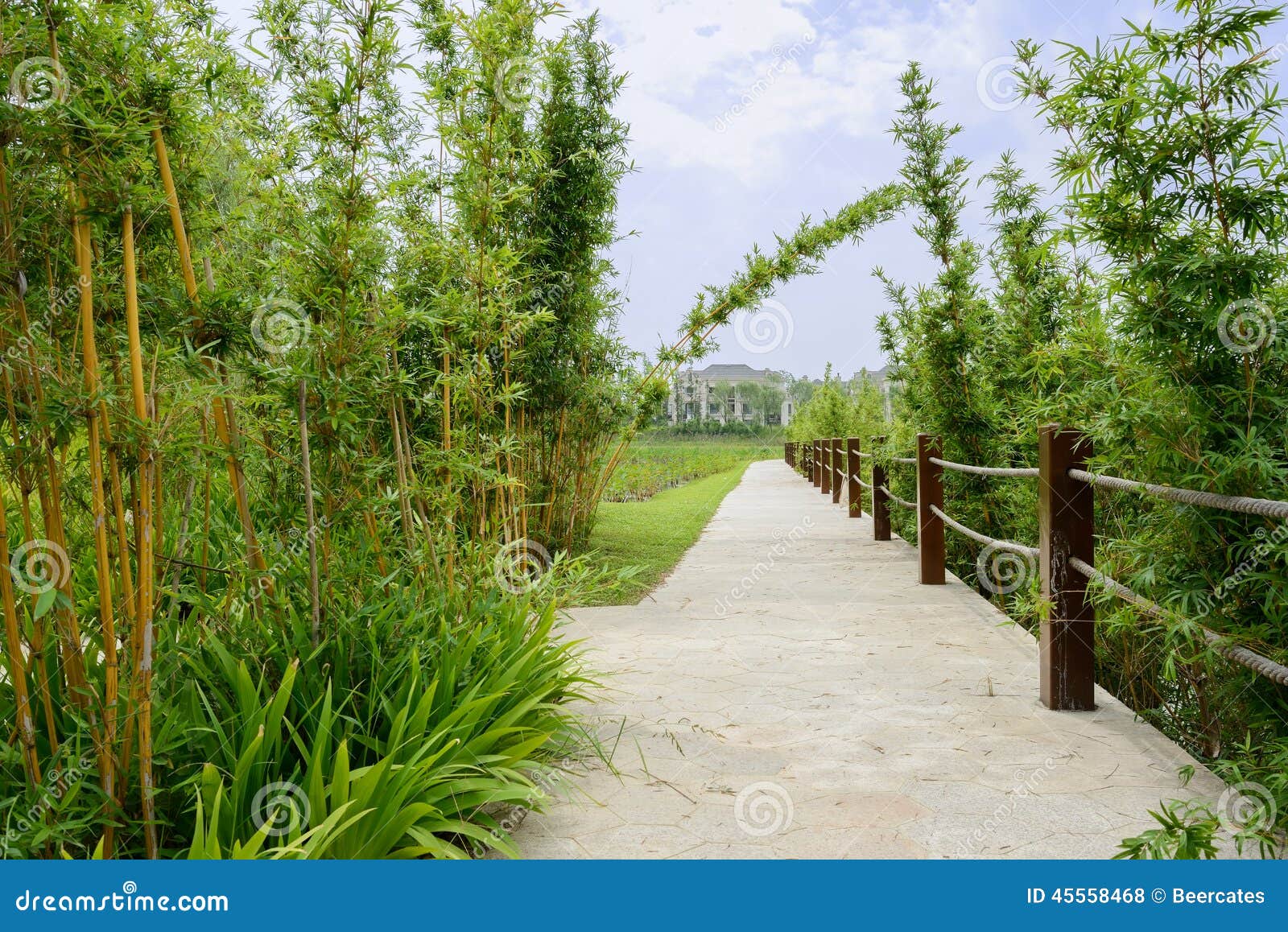 Verdant Bamboo by Path with Handrails in Sunny Summer Stock Photo ...