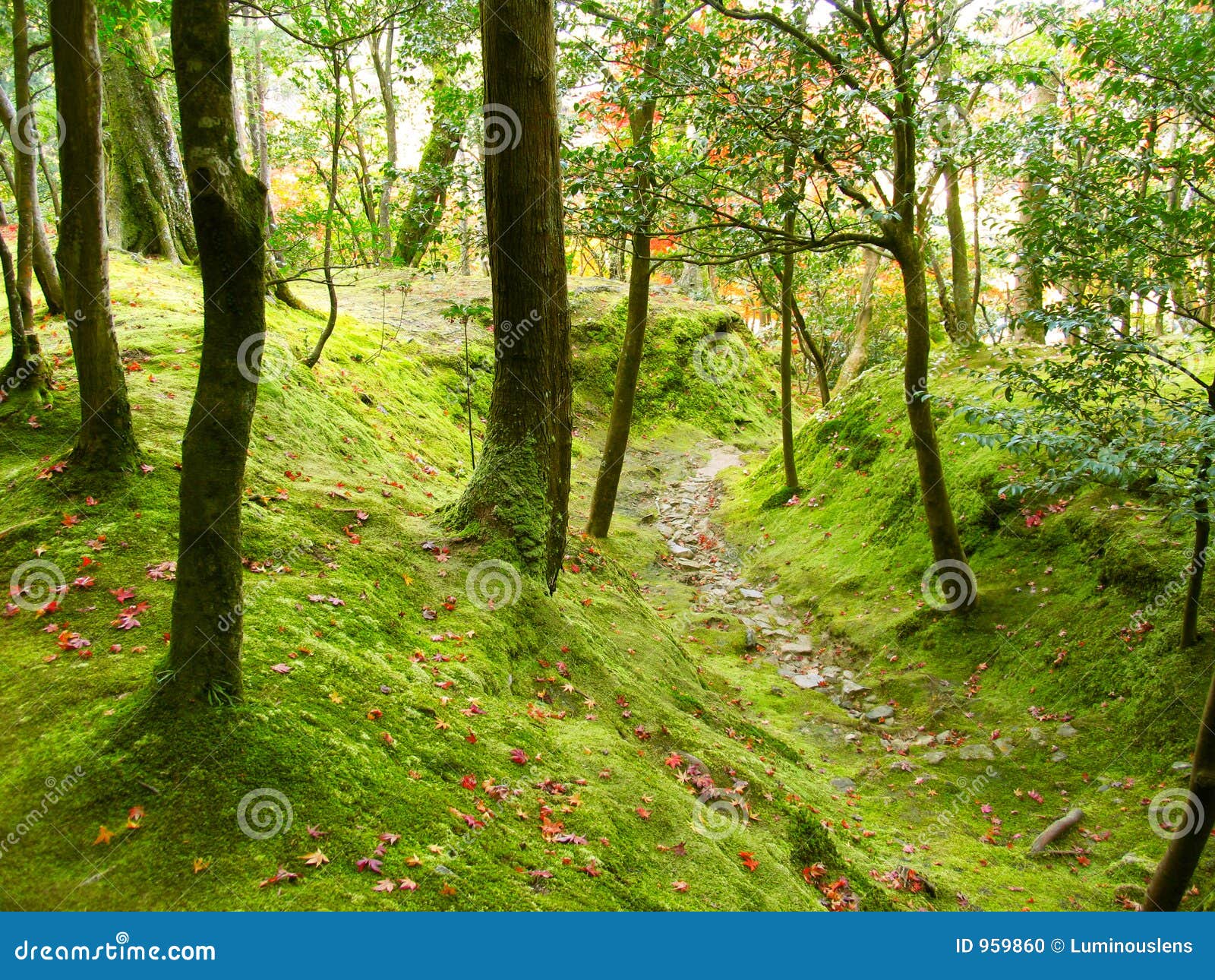 Verdant Forest stock photo. Image of streaming, scenic - 959860