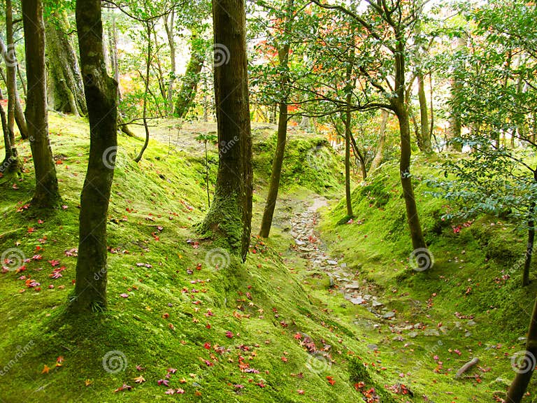 Verdant Forest stock photo. Image of streaming, scenic - 959860