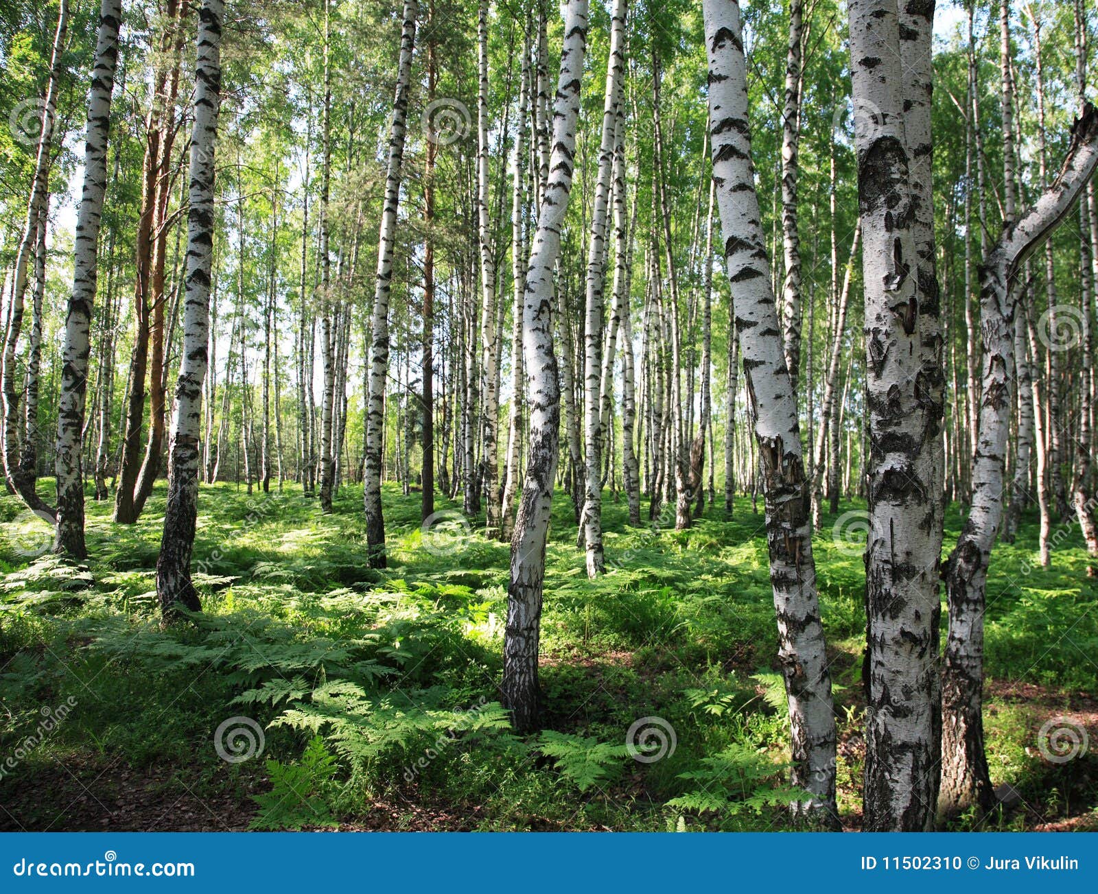Verdant Kingdom stock photo. Image of birch, relax, mind - 11502310