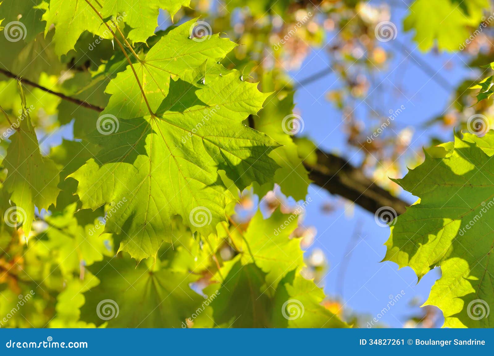 Verdant leaf stock image. Image of verdant, botany, nature - 34827261