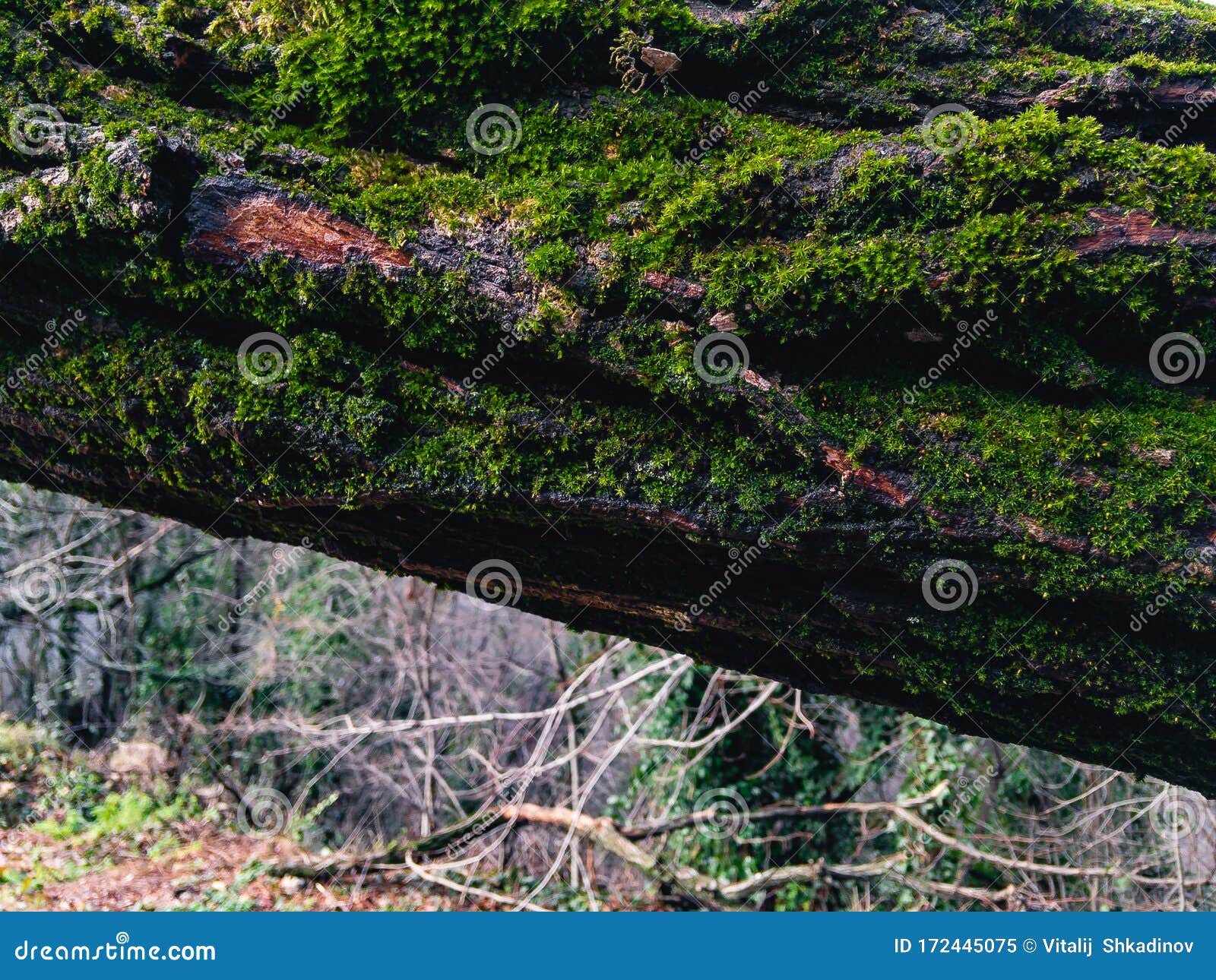 Verdant Moss on a Tilted Trunk of an Old Tree. Stock Image - Image of ...