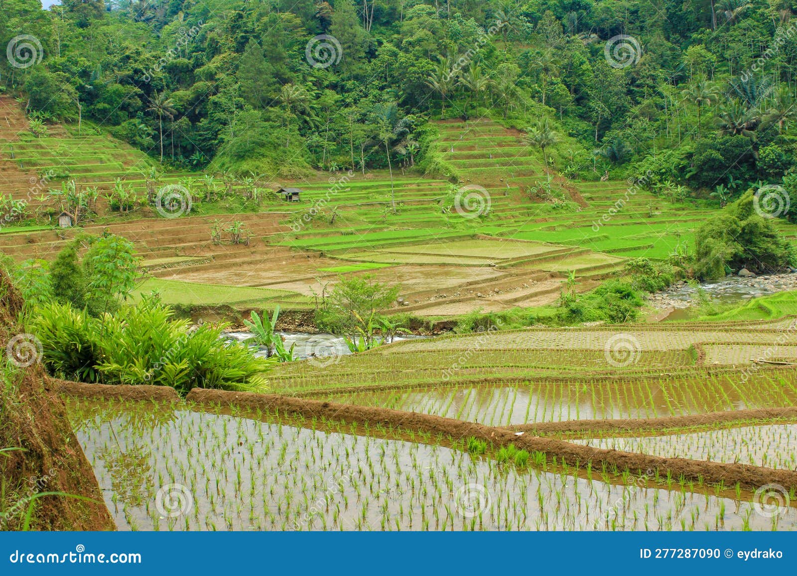 Verdant Rice Paddy Landscape. Rural Tranquility of Paddy Fields Stock ...