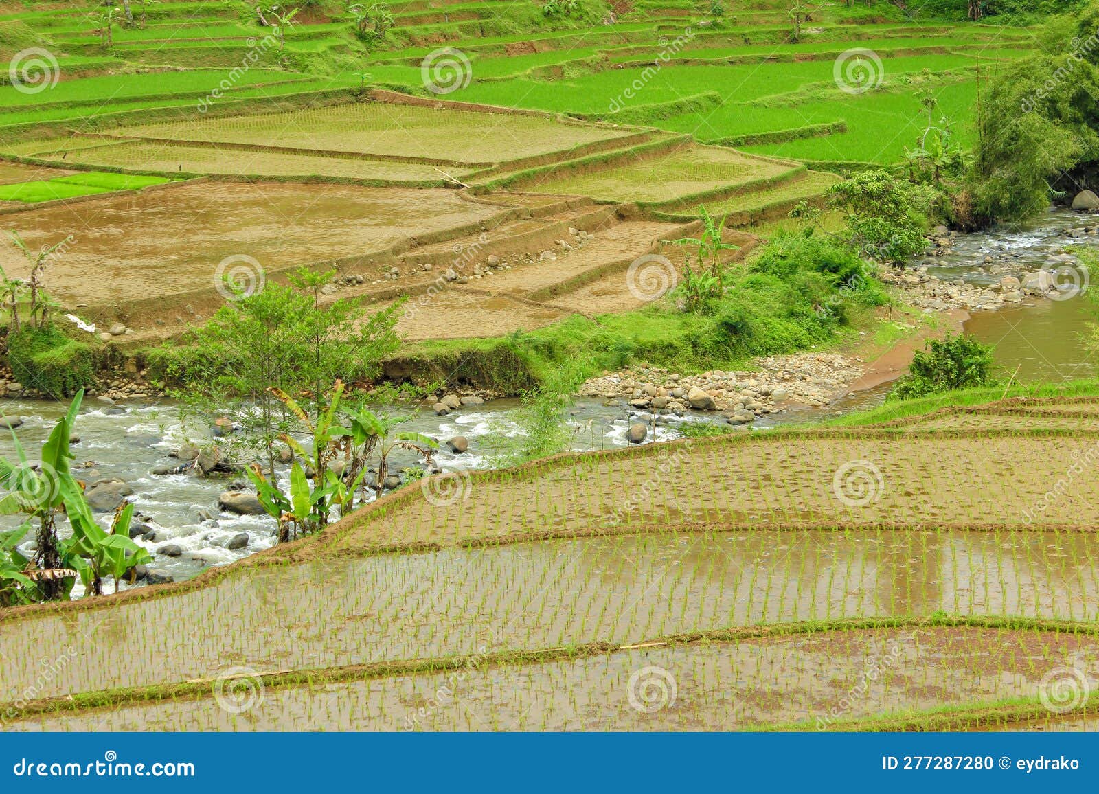 Verdant Rice Paddy Landscape. Rural Tranquility of Paddy Fields Stock ...