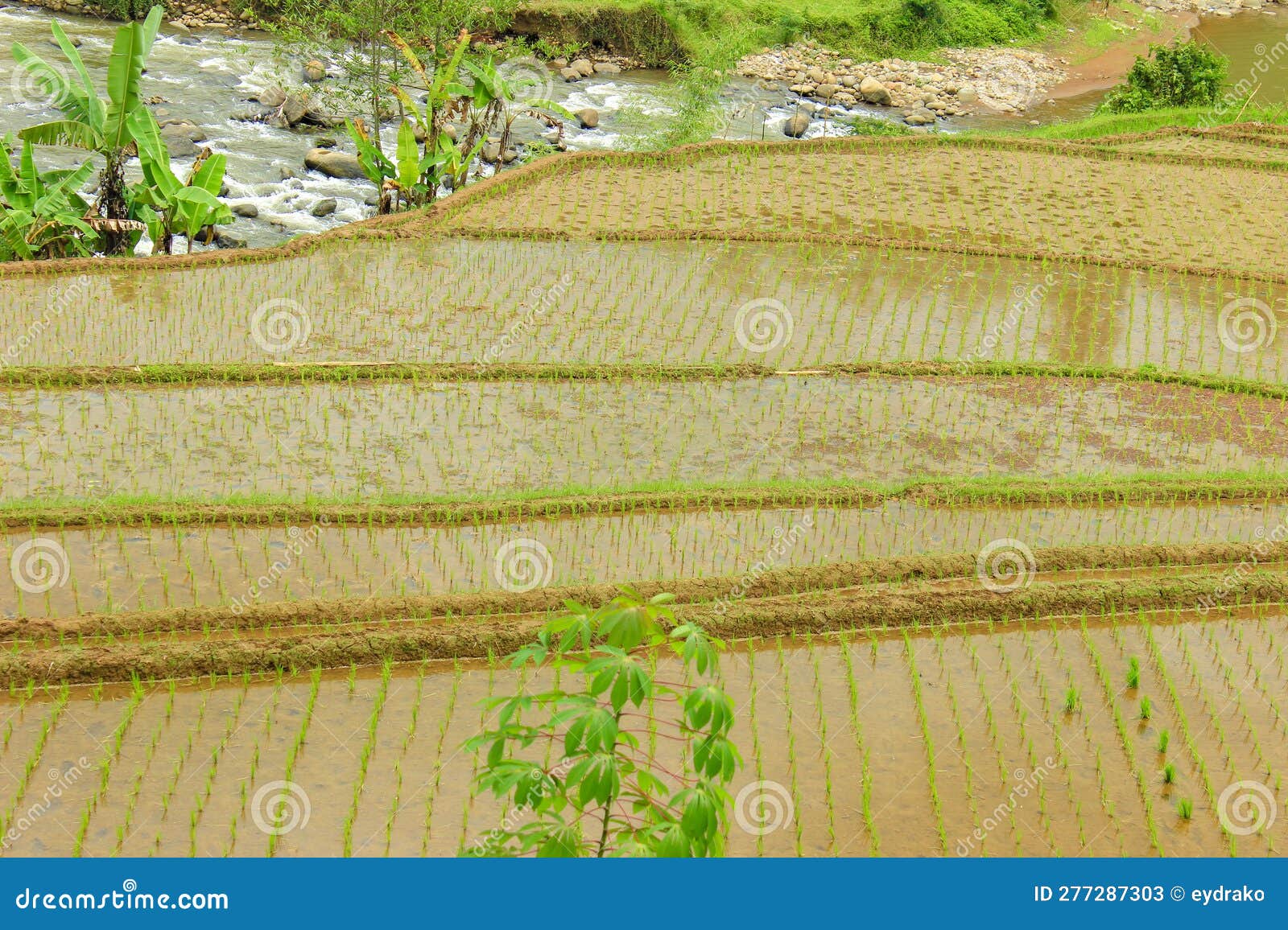 Verdant Rice Paddy Landscape. Rural Tranquility of Paddy Fields Stock ...