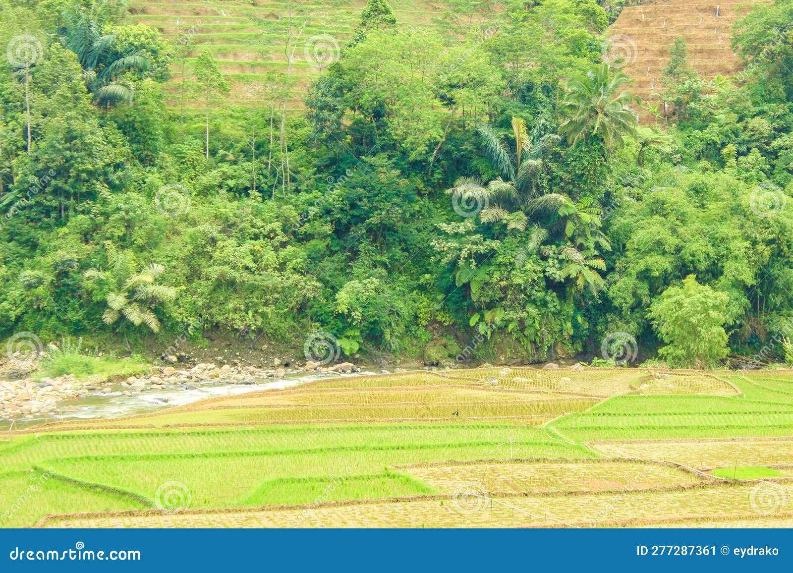 Verdant Rice Paddy Landscape. Rural Tranquility of Paddy Fields Stock ...