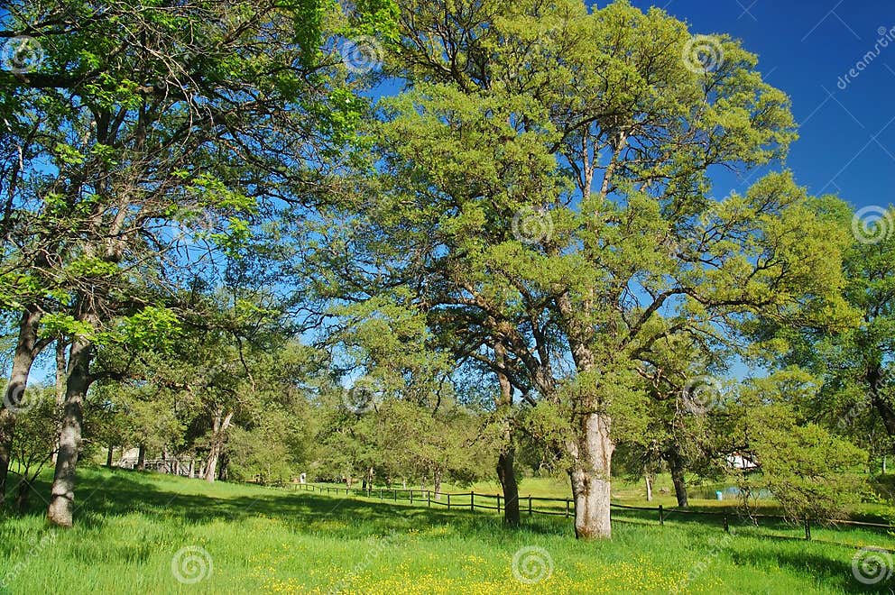 Verdant spring landscape stock image. Image of countryside - 931011
