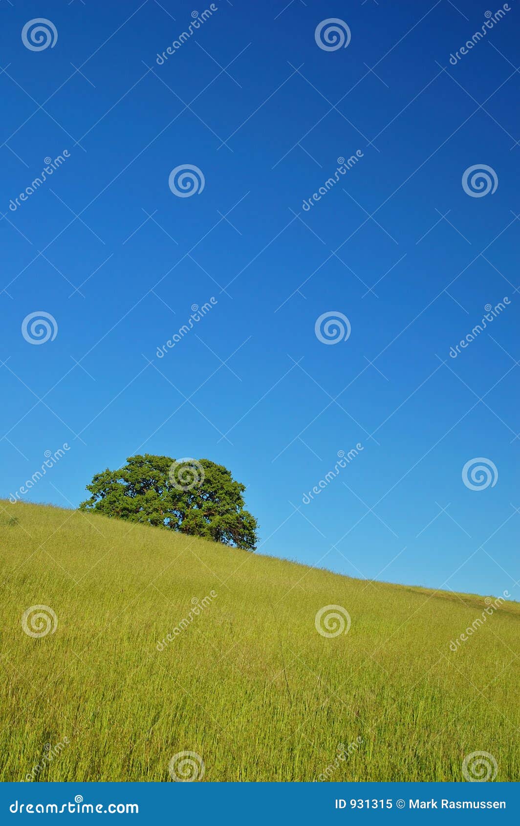 Verdant spring landscape stock image. Image of meadow, field - 931315