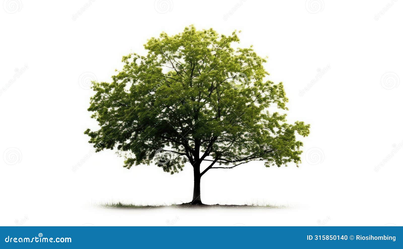 Verdant Tree Isolated on White Ideal for Eco Friendly Design Projects ...