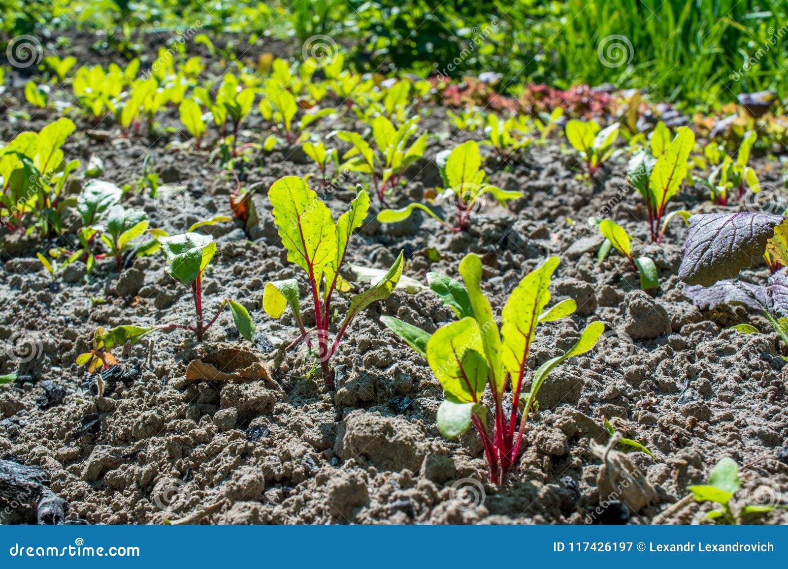 Verdant Young Small Beetroots Transplant Singing at the Bed in the ...