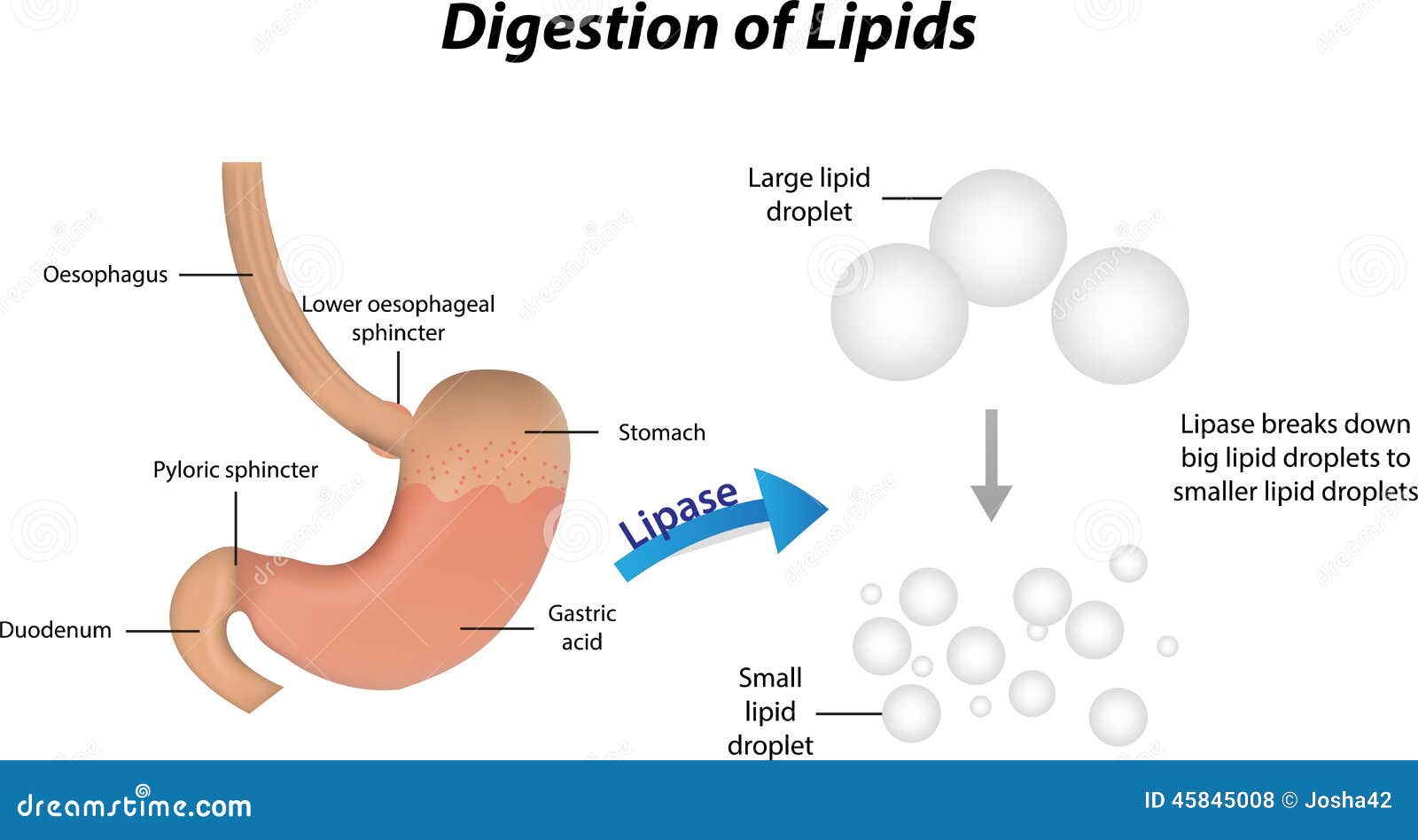 Verdauung von Lipiden vektor abbildung. Illustration von lipide - 45845008