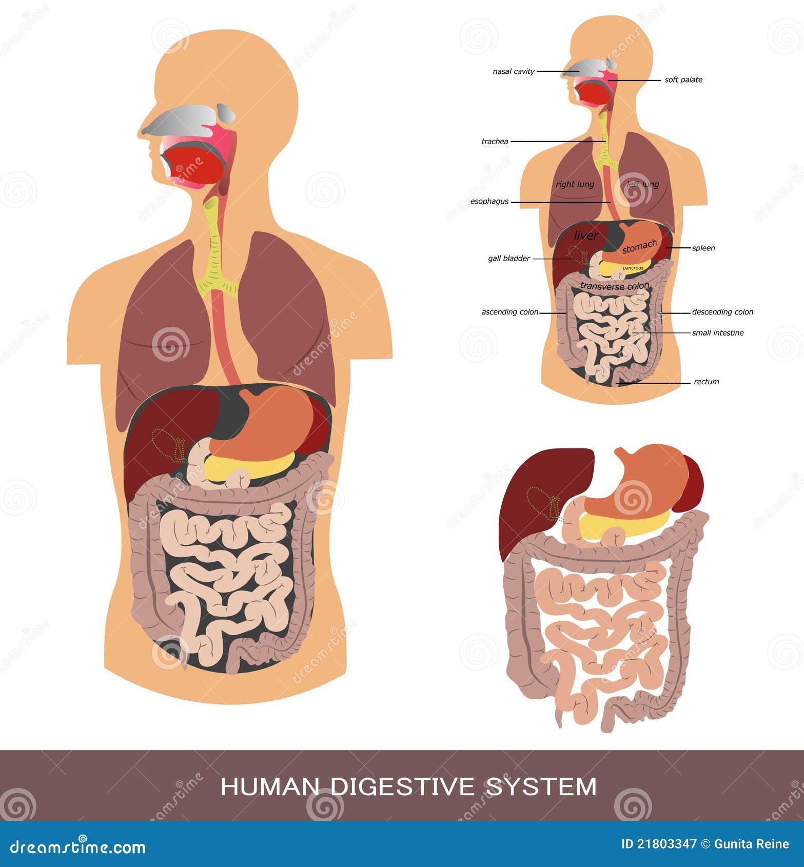 Verdauungssystem vektor abbildung. Bild von abschürfung - 21803347