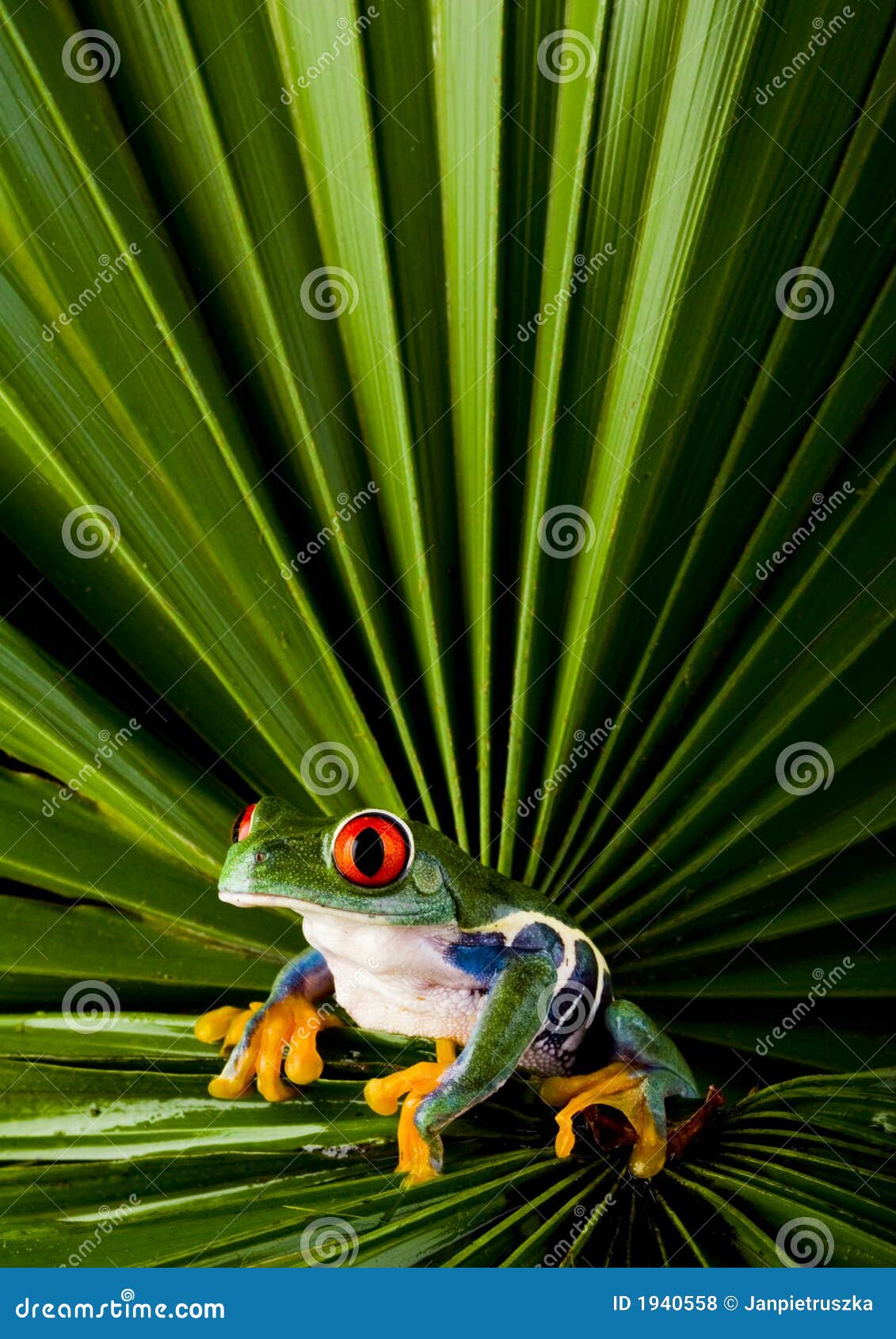 Verde foto de archivo. Imagen de animal, fondo, rana, clima - 1940558