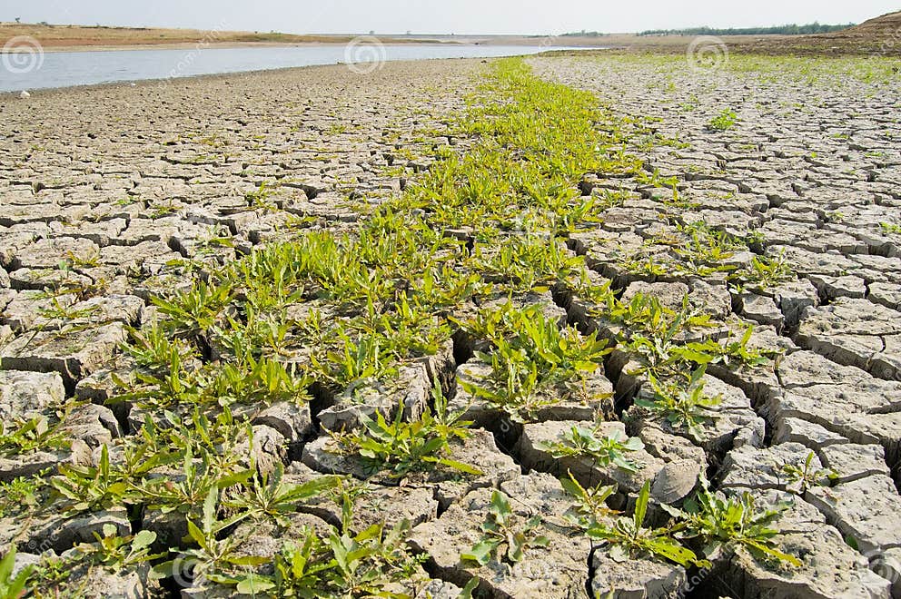 Verde foto de archivo. Imagen de calor, desierto, fango - 8445118