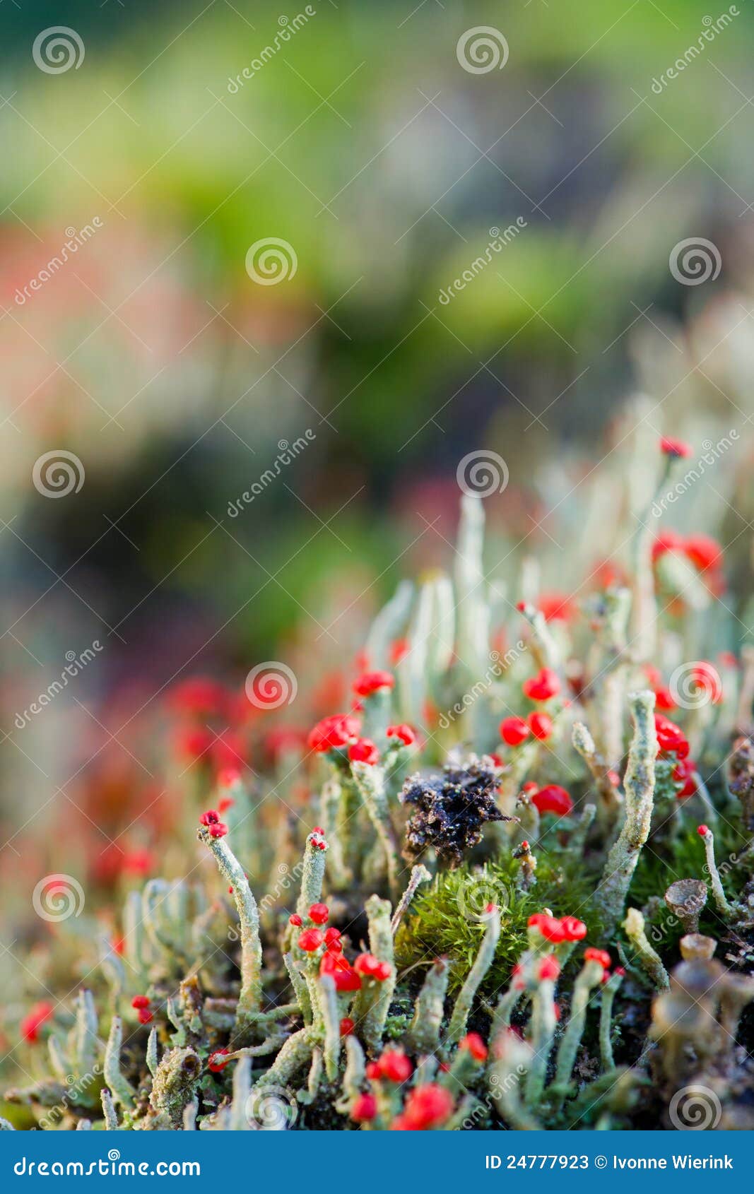 Verde con el musgo rojo imagen de archivo. Imagen de verde - 24777923