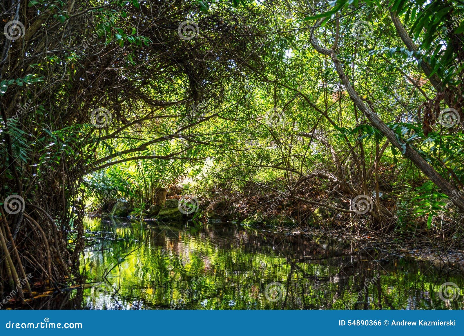 Verde da selva foto de stock. Imagem de selva, plantas - 54890366