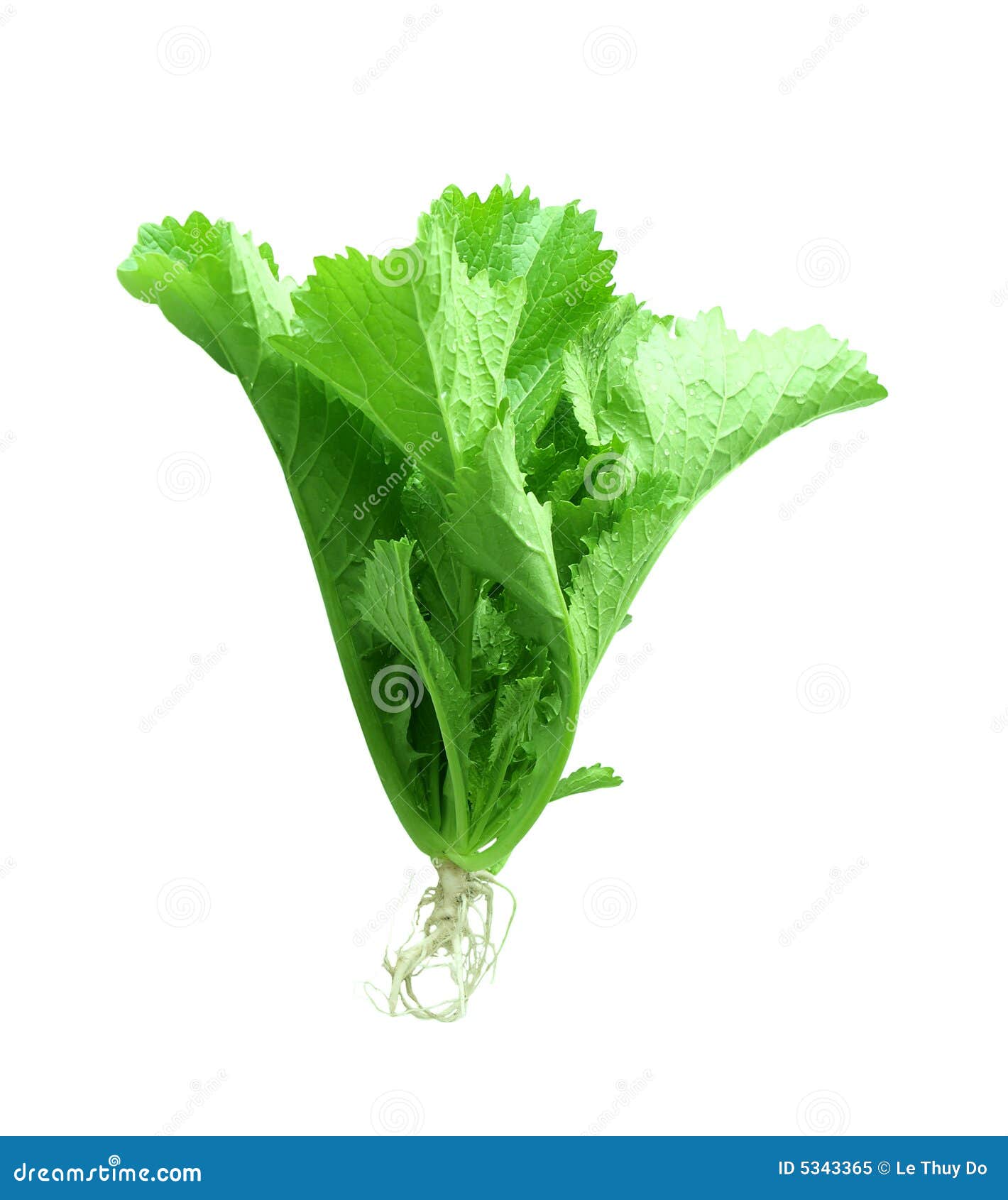 Verde de mostaza imagen de archivo. Imagen de sano, mineral - 5343365