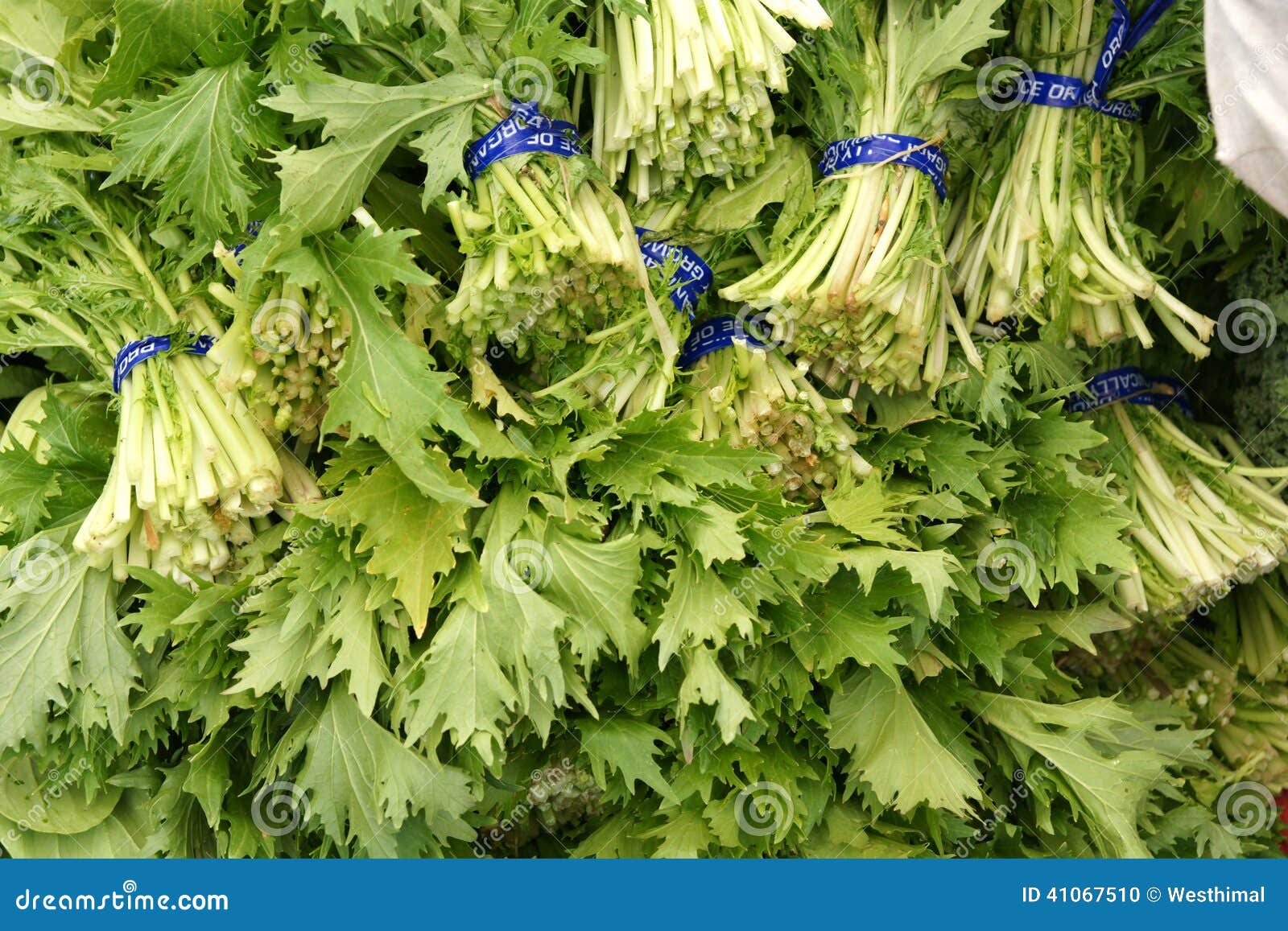 Verde De Mostaza, Brassica Juncea Foto de archivo - Imagen de hojas ...