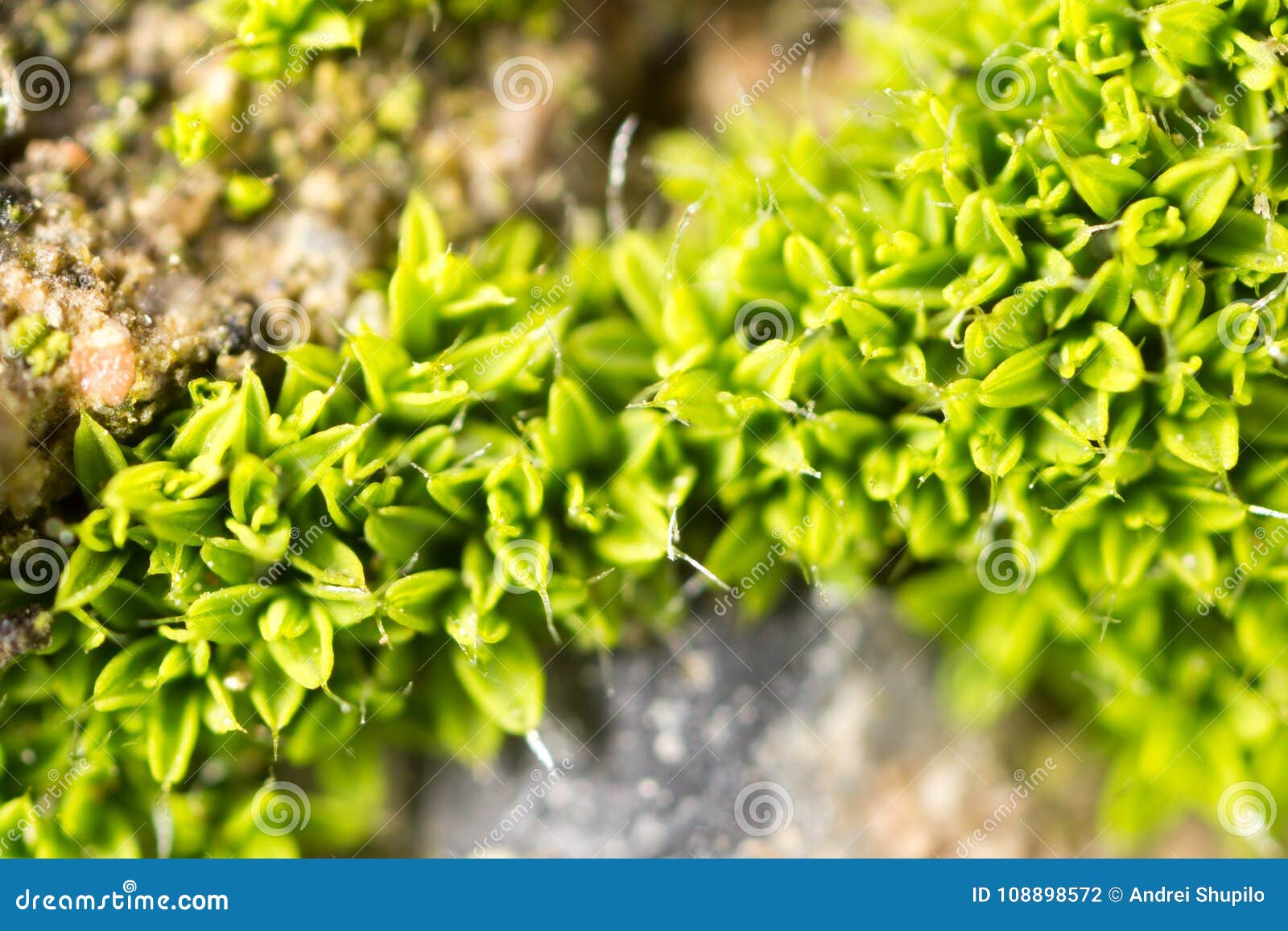 Verde De Musgo Na Natureza Macro Foto de Stock - Imagem de ninguém ...