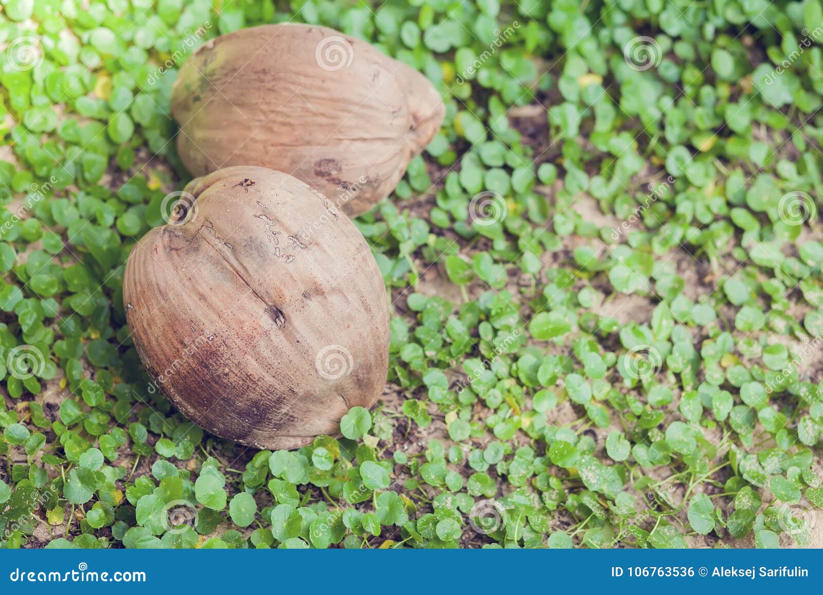 Verde do coco na grama foto de stock. Imagem de jardim - 106763536