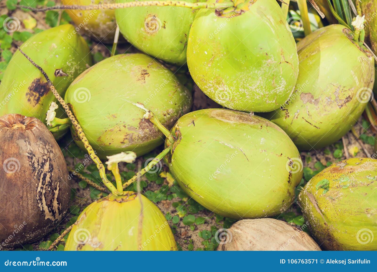 Verde do coco na grama imagem de stock. Imagem de alimento - 106763571