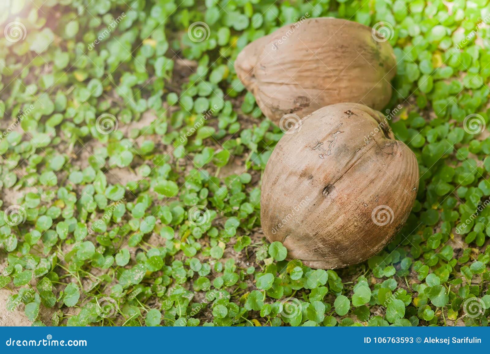 Verde do coco na grama imagem de stock. Imagem de orgânico - 106763593